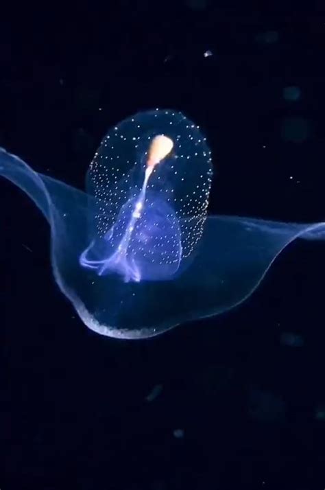 🔥 Sea Butterfly Corolla Spectabilis Rnatureisfuckinglit