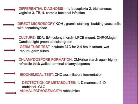 Yeasts Of Medical Importance Candida And Cryptococcus Ppt