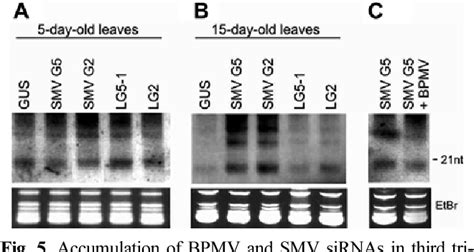 Figure 1 From Soybean Mosaic Virus Infection And Helper Component Protease Enhance Accumulation