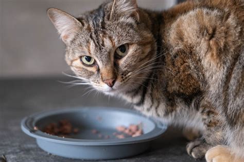 Dags För Sombri And Assi Anna Forsberg I Portugal
