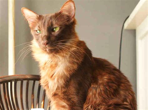 Javanese Cat Breed A Feline Symphony Of Beauty