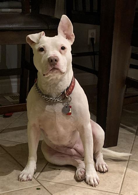 My Itty Bitty Pritty Pitty Rvelvethippos