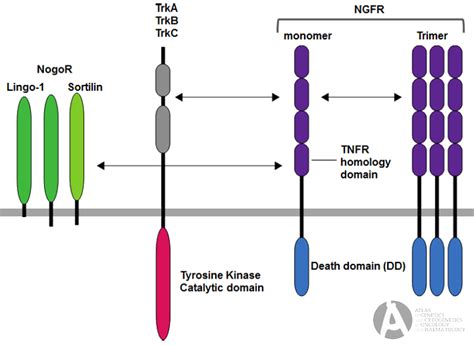 Ngfr Nerve Growth Factor Receptor