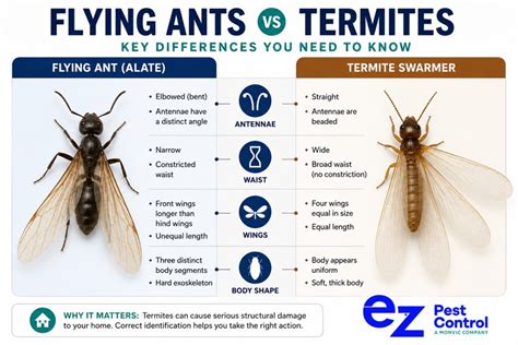 Flying Ants Or Termites How To Tell The Difference Ez Pest Control