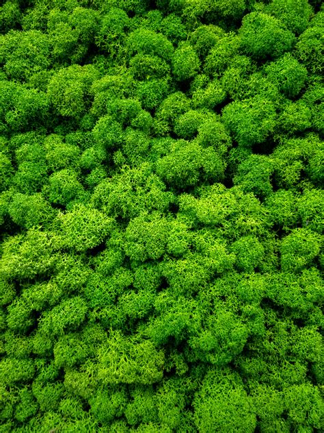 The Tales Of Non Flowering Plants