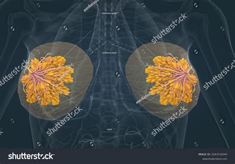Female Breasts Act Mammary Glands That Stock Illustration 2243732545