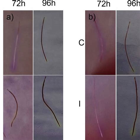 Schematic Representation Of The Immersion Inoculation Method Roots Of