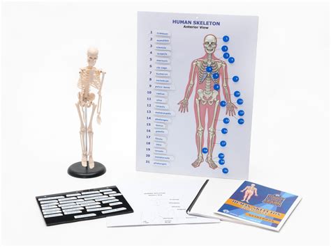 Free Human Skeleton Labeling Worksheet Download Free Human Skeleton