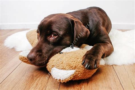 Глисты у собак причины опасность лечение Главная