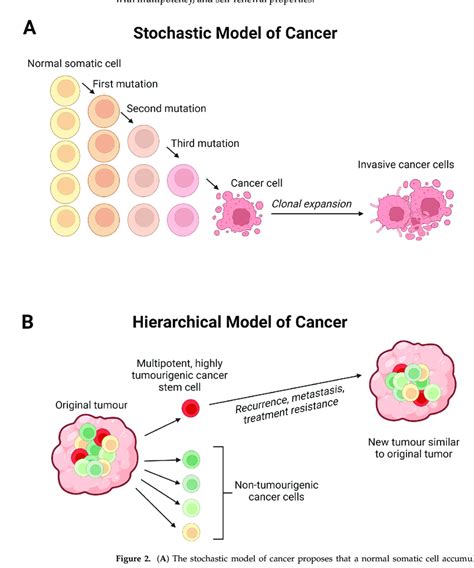 A The Stochastic Model Of Cancer Proposes That A Normal Somatic Cell Download Scientific