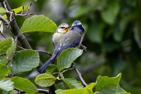 Más De 40 000 Imágenes Gratis De Tetas Pequeñas Y Naturaleza Pixabay
