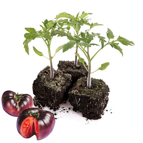 2 Purple Cherokee Tomato Plants Live For Planting Outdoors 5 To 8 Inch