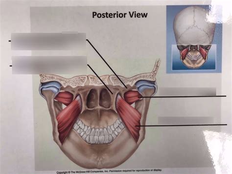 Muscles Of Jaw Diagram Quizlet