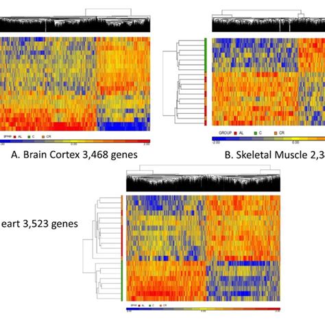 Unsupervised Hierarchical Clustering Heatmaps Of The Differentially