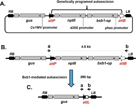 5 Plant Binary Vector Used In This Case Study A T Dna Structure Of