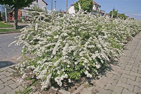 Спирея Вангутта кустарник (73 фото) - фото - картинки и рисунки ...