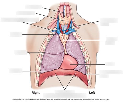 1030 Figure 2 19 Diagram Quizlet