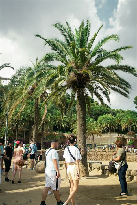 야자수와 푸른 하늘이 있는 길을 걷는 사람들 사진 Unsplash의 무료 구엘 공원 이미지