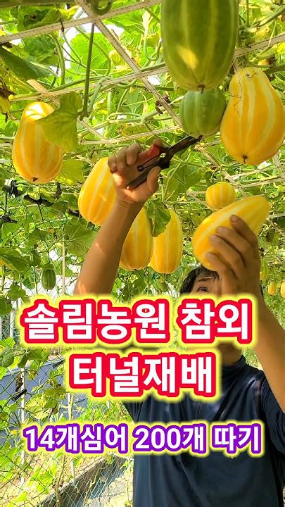 참외 터널재배 14개심어 200개따기 솔림농원 비닐하우스텃밭주말농장 참외재배빙법키우기농사농부농업 Youtube
