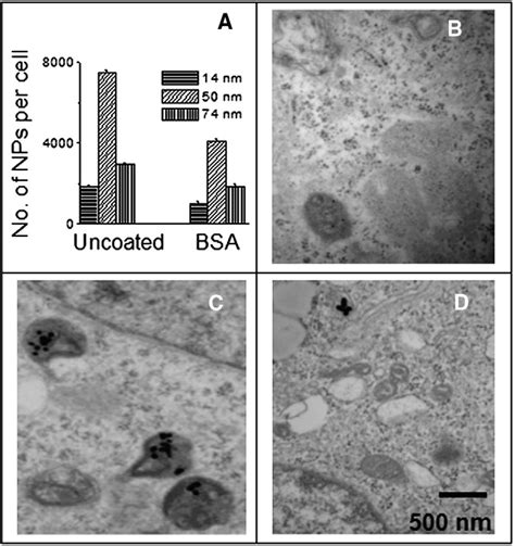 Physiochemically Dependent Cellular Uptake Of Nps A Variation Of