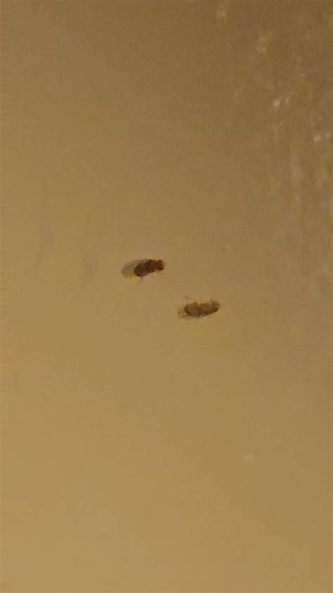 What Are These Bugs Inside My House Rinsects