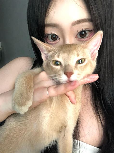 고양이 보러올래