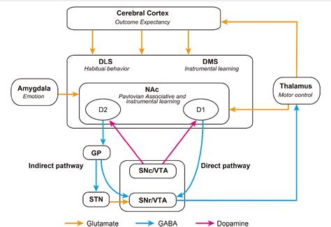 Figure 1 From Striatal Direct And Indirect Pathways Control Decision