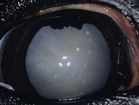 The Lens In Animals Eye Diseases And Disorders Msd Veterinary Manual