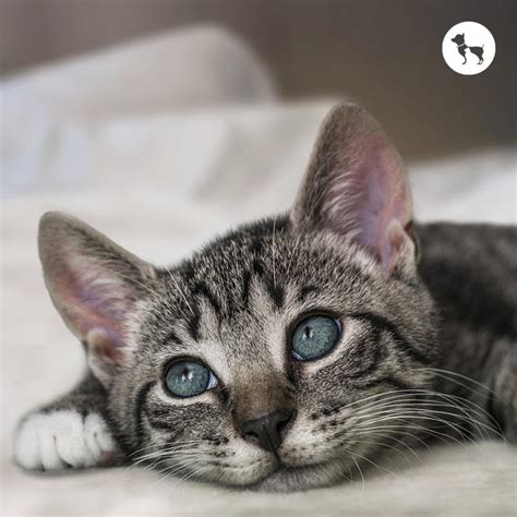 Spotted Tabby Cat Breeds