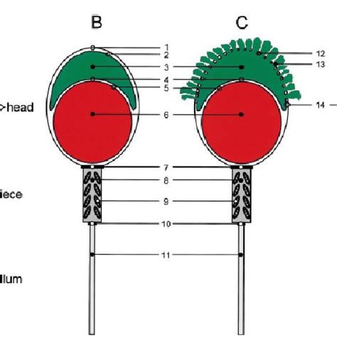 1 Structure Of Mammalian Spermatozoa Sperm Cells Are Polarized Cells