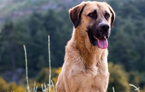 Anatolian Shepherd Breed Profile Things To Know Before Adopting A