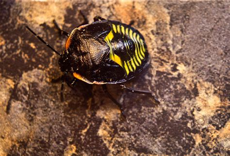 Hemiptera Nymph On Rock 4 Photograph By Douglas Barnett Fine Art America