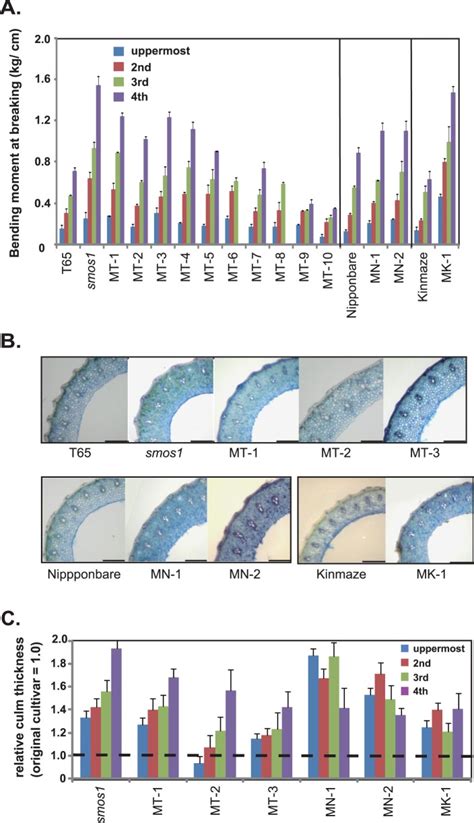 A Breaking Type Lodging Resistance Evaluated In Terms Of Bending Download Scientific Diagram