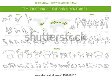 Temperate Broadleaf Forest Mixed Forest Biome Stock Vector Royalty Free 1439828597 Shutterstock