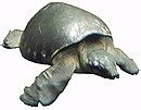Turtle Wikipedia