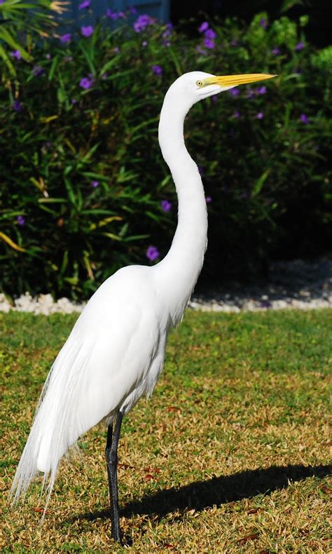 Bosque Despierto Garza Blanca