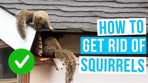 How To Get Rid Of Squirrels In Garden Attic Or Roof Space Youtube