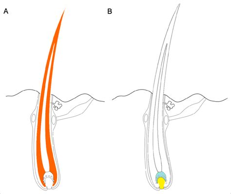 Some Regions Of The Genome Including Both Coding And Noncoding Regions