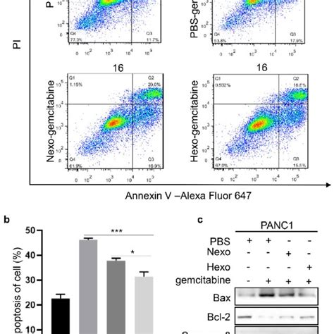 Hexo Antagonized Gemcitabine Induced Apoptosis In Pc Cells A B Cell Download Scientific