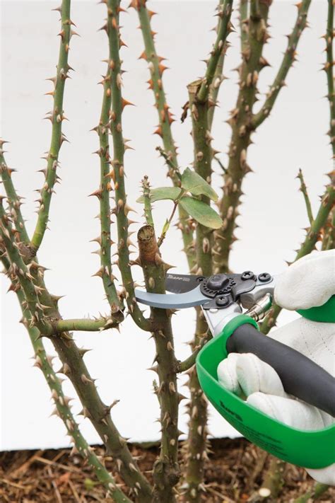 Rosas Tudo Sobre Cultivo Tipos Cores Como Fazer A Poda Artofit