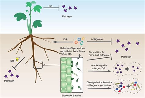 The Role Of Bacilli Unveiling The Agricultural Potential Of Bacillus