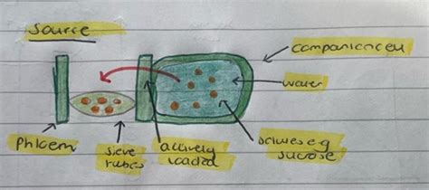 Unit Mass Flow Flashcards Quizlet