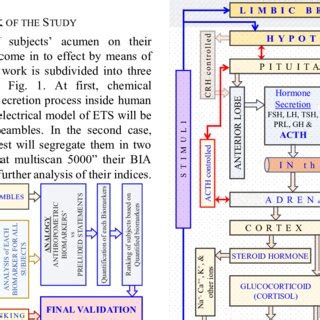 Block Diagram Of The Overall Workflow Download Scientific Diagram