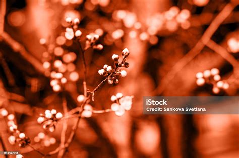 자연 배경 위에 꽃 나무 장식 봄 꽃입니다 소프트 포커스와 봄 배경입니다 산호 색 톤 2019 년의 색상입니다 0명에 대한 스톡 사진 및 기타 이미지 Istock