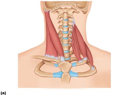 Oia Scalenes Diagram Quizlet