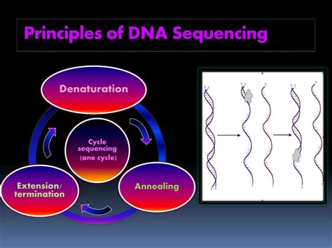 Ppt Dna Sequencing Powerpoint Presentation Free Download Id 2402226