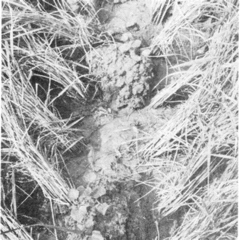 Relay Interplanting Method Showing Rice Being Retransplanted Within 3 Download Scientific