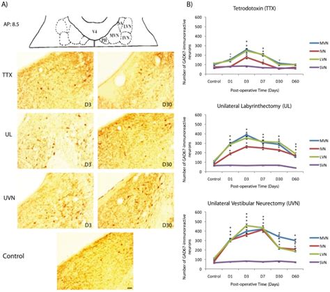 Neurogenic Potential Of The Vestibular Nuclei And Behavioural Recovery Time Course In The Adult