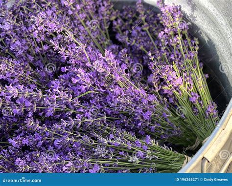 Bundles Of Harvested English Lavender Laying In A Tub Stock Image