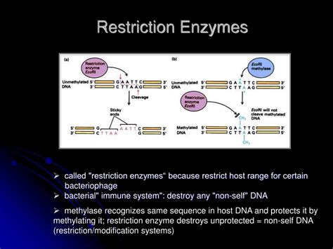PPT Restriction Enzyme Digest PowerPoint Presentation Free Download ID